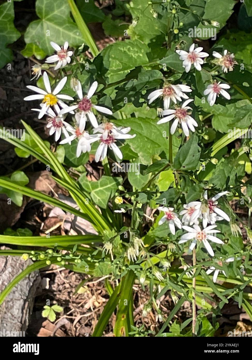calico aster (Symphyotrichum lateriflorum Stock Photo - Alamy