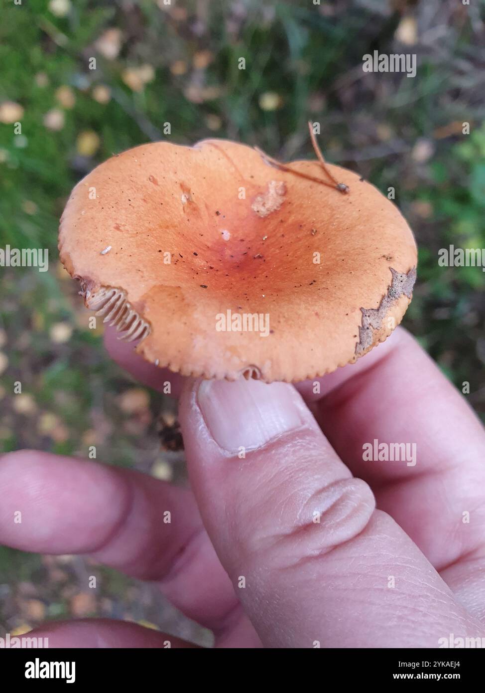 Orange Milkcap (Lactarius aurantiacus Stock Photo - Alamy