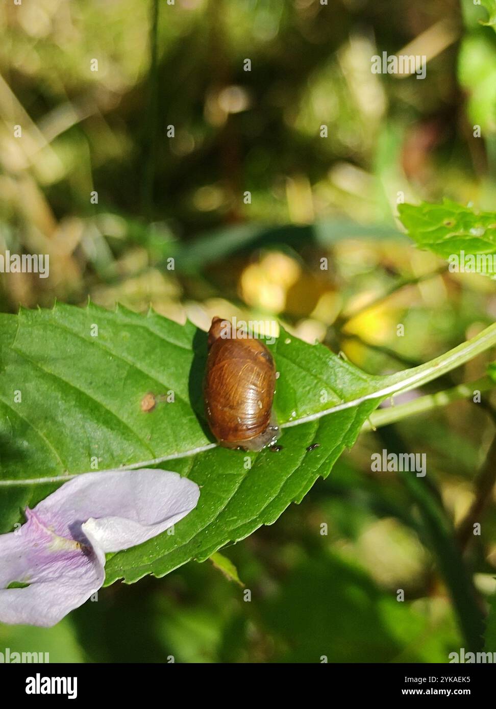 Common European Ambersnail (Succinea putris Stock Photo - Alamy