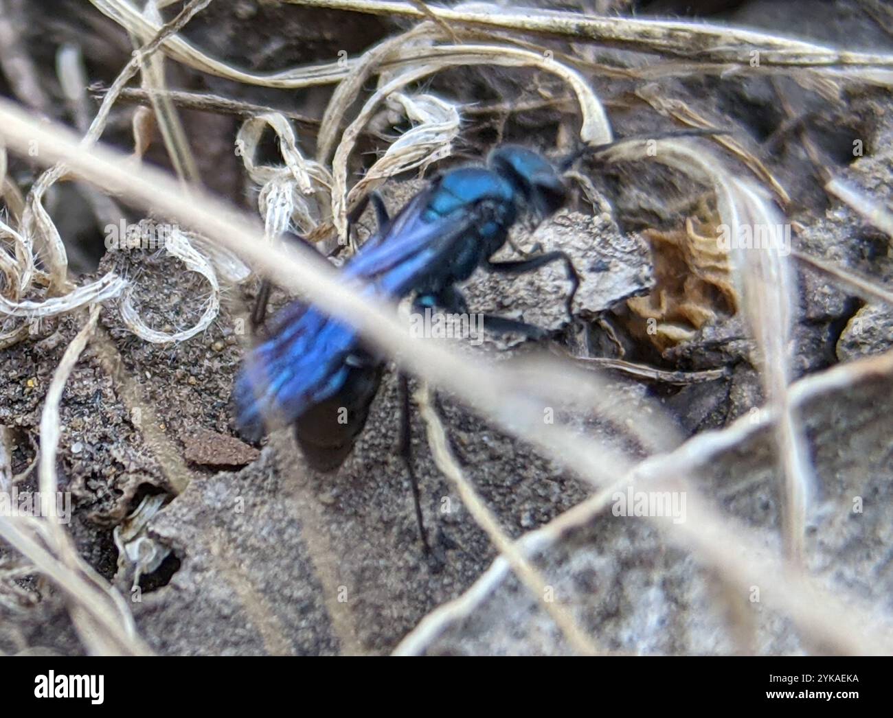 Spider Wasps (Pompilidae Stock Photo - Alamy