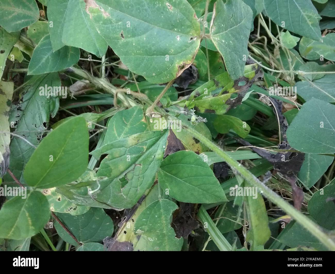 virginia stickseed (Hackelia virginiana Stock Photo - Alamy