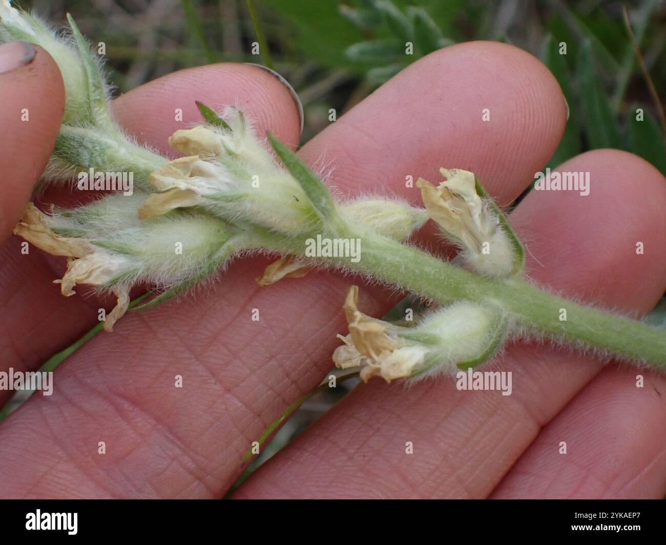 field locoweed (Oxytropis campestris Stock Photo - Alamy