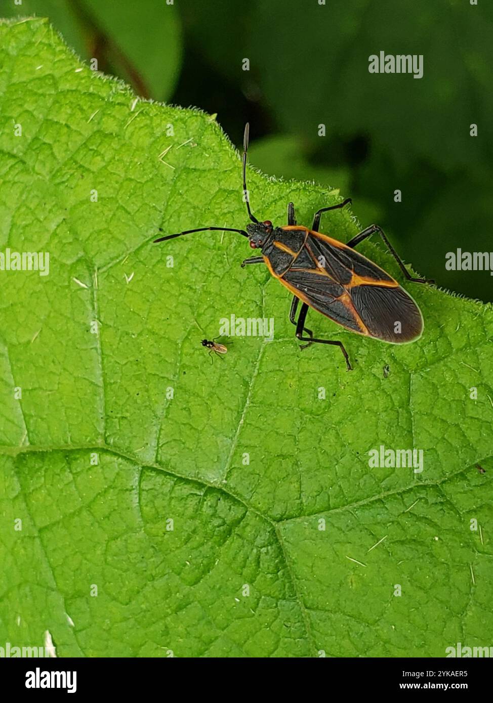 Eastern Boxelder Bug (Boisea trivittata Stock Photo - Alamy