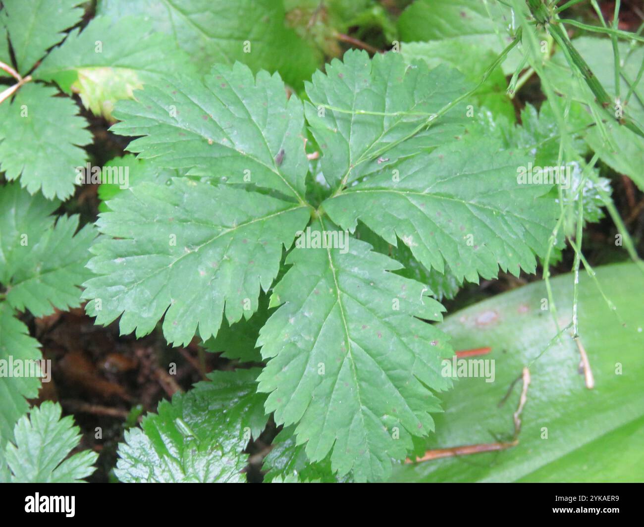 Five-leaf Dwarf Bramble (Rubus pedatus Stock Photo - Alamy