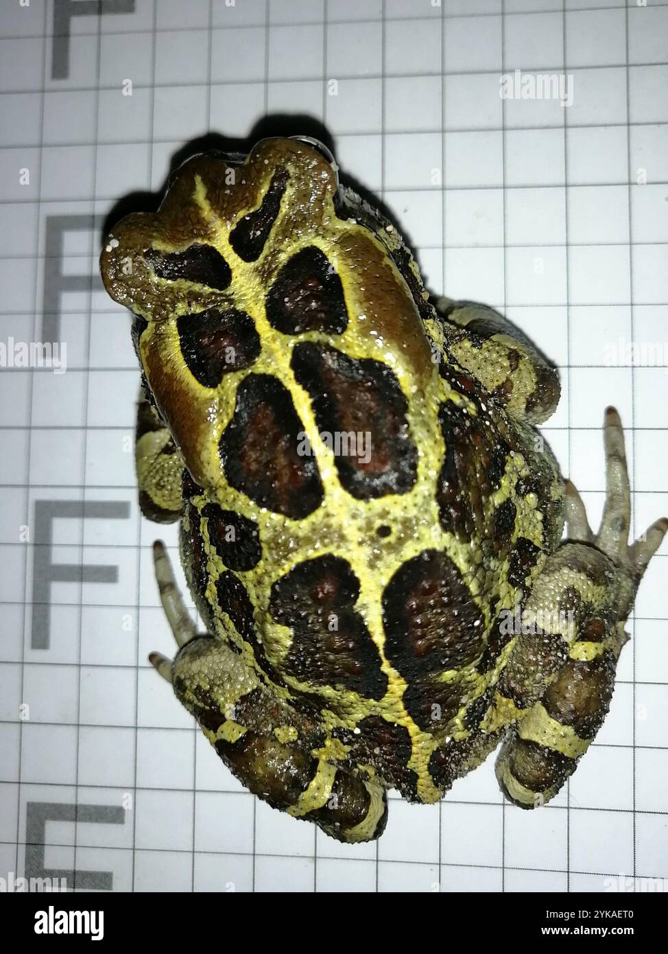 Western Leopard Toad (Sclerophrys pantherina Stock Photo - Alamy