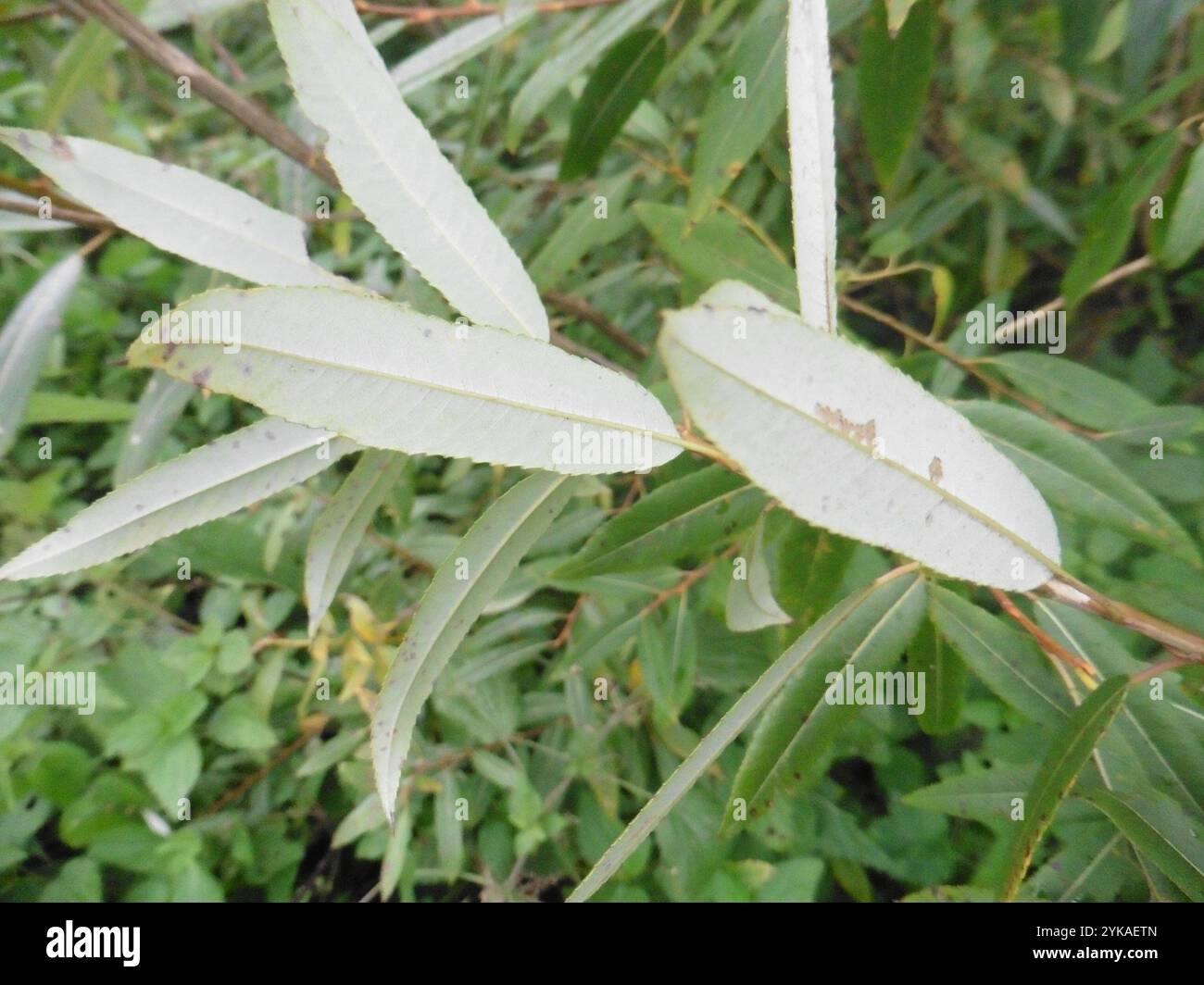 Almond Willow (Salix triandra Stock Photo - Alamy
