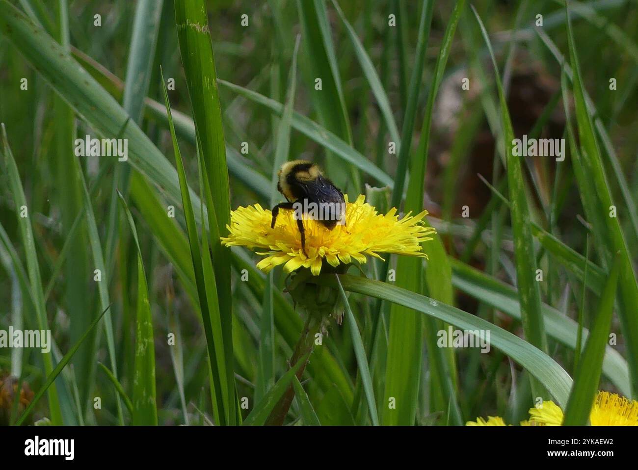 Bombus insularis hi-res stock photography and images - Alamy