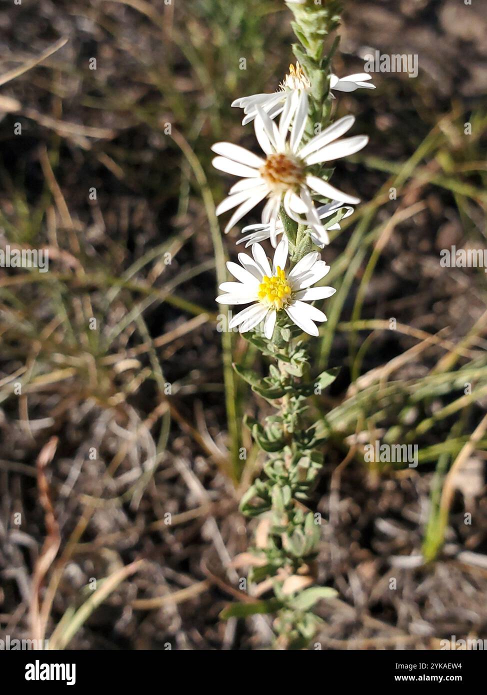white heath aster (Symphyotrichum ericoides Stock Photo - Alamy