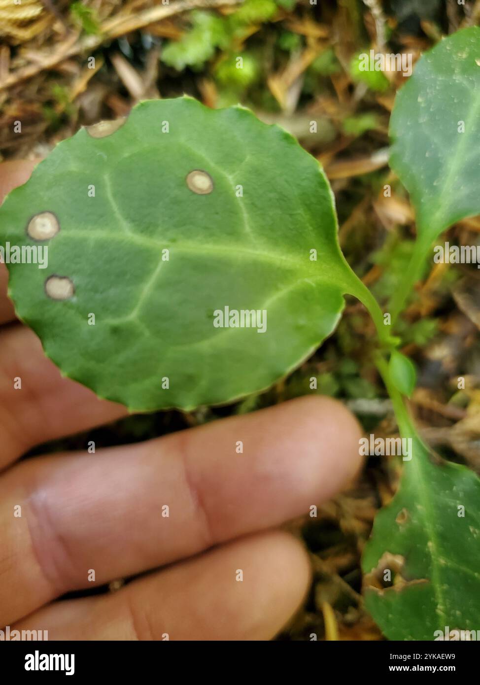 white-veined wintergreen (Pyrola picta Stock Photo - Alamy