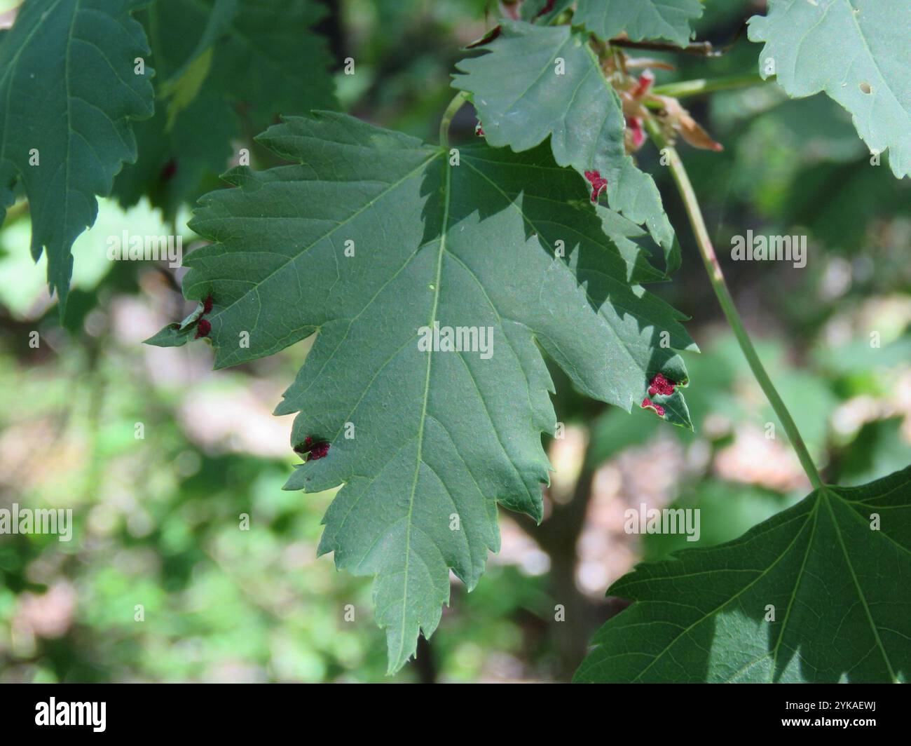 Rocky Mountain Maple Felt Mite (Aceria calaceris Stock Photo - Alamy