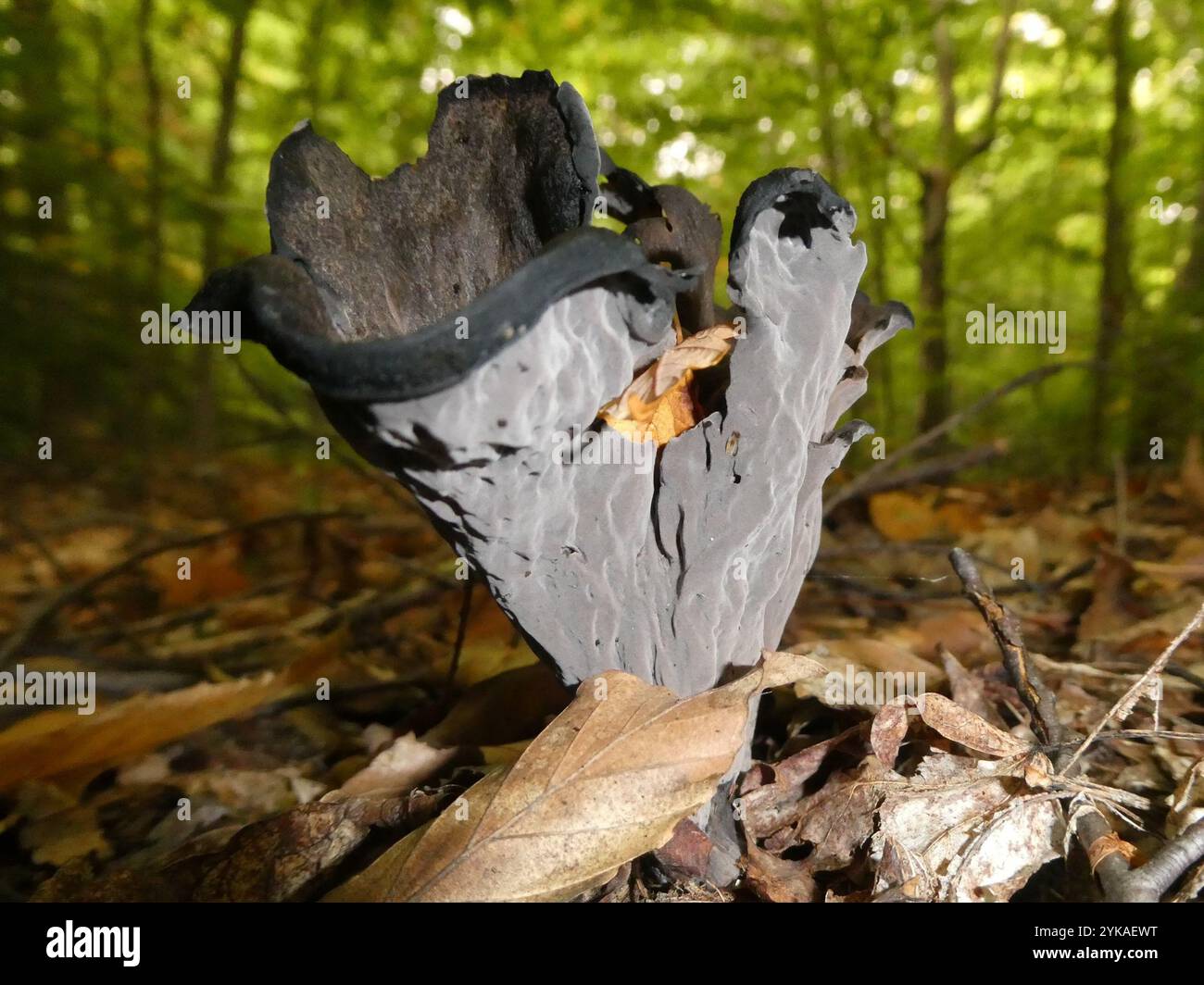 Eastern Black Trumpet (Craterellus fallax Stock Photo - Alamy
