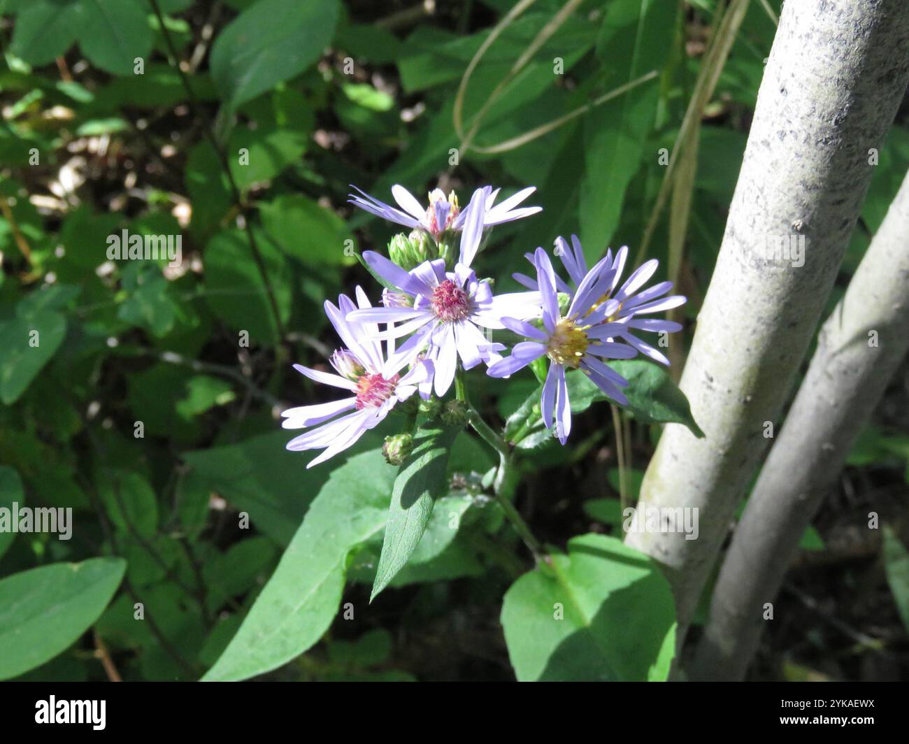 American asters (Symphyotrichum Stock Photo - Alamy