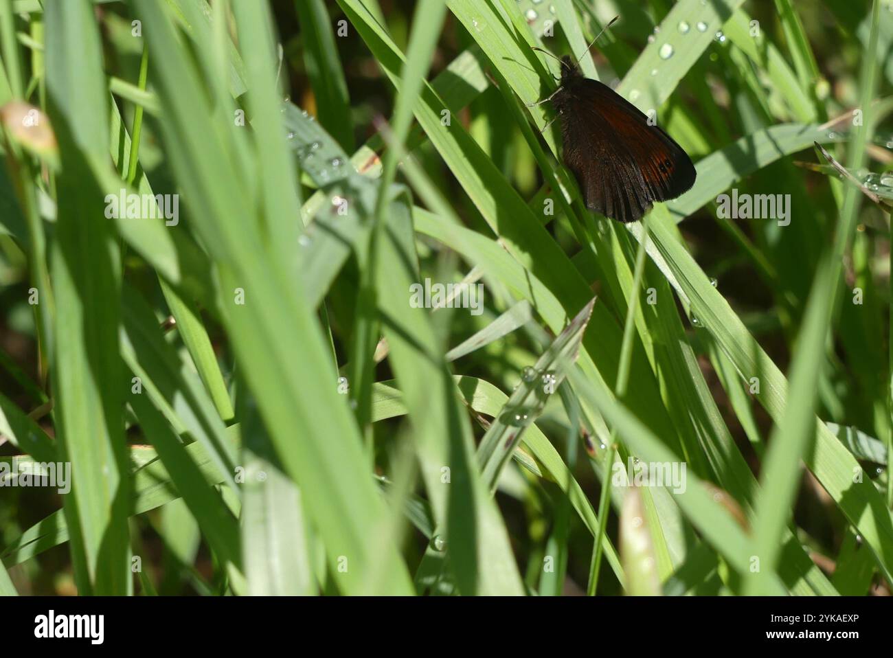 Common Alpine (Erebia epipsodea Stock Photo - Alamy