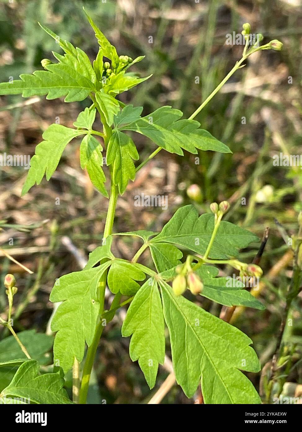 Lesser Balloon Vine (Cardiospermum halicacabum Stock Photo - Alamy