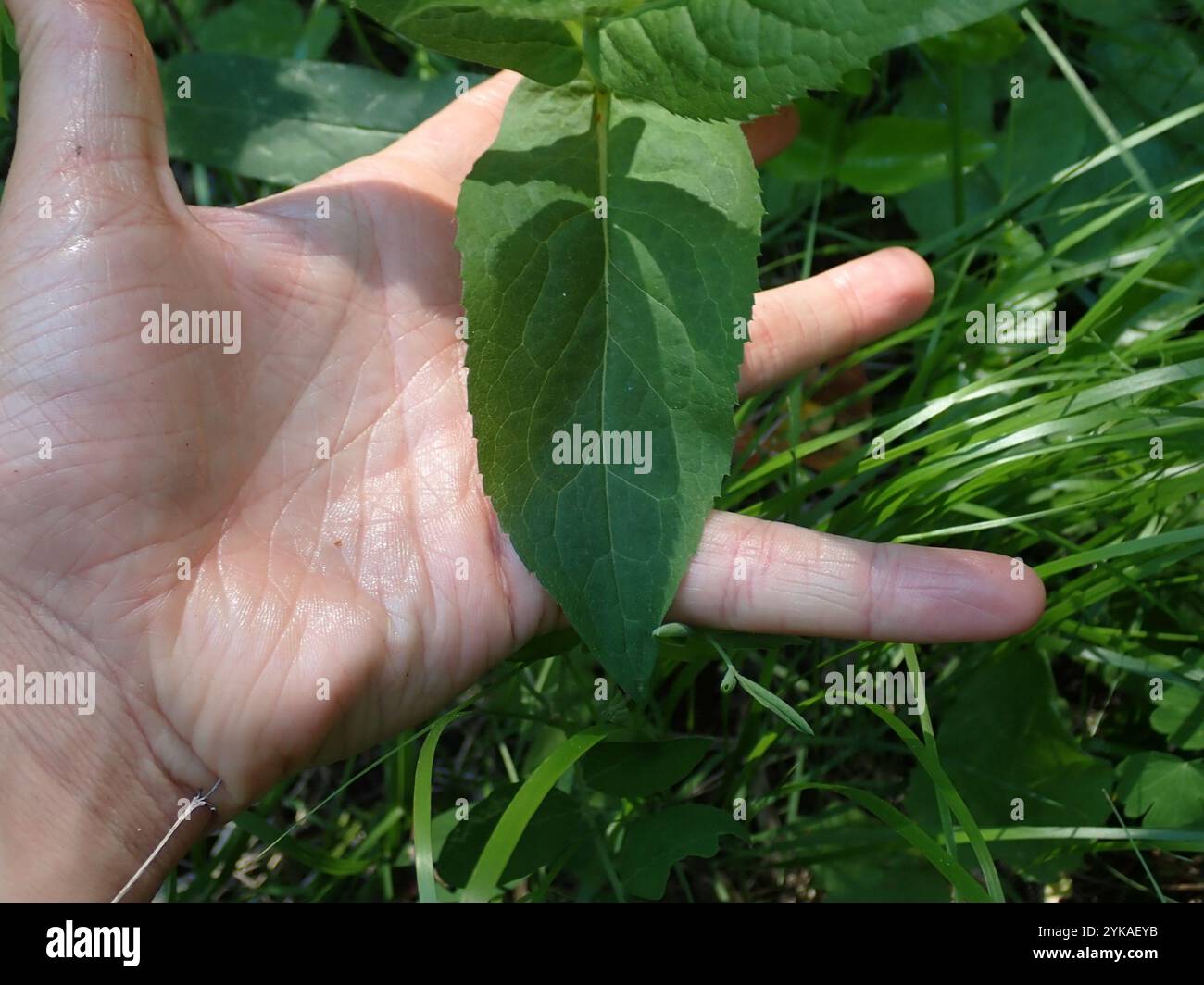 Showy Aster (Eurybia conspicua Stock Photo - Alamy