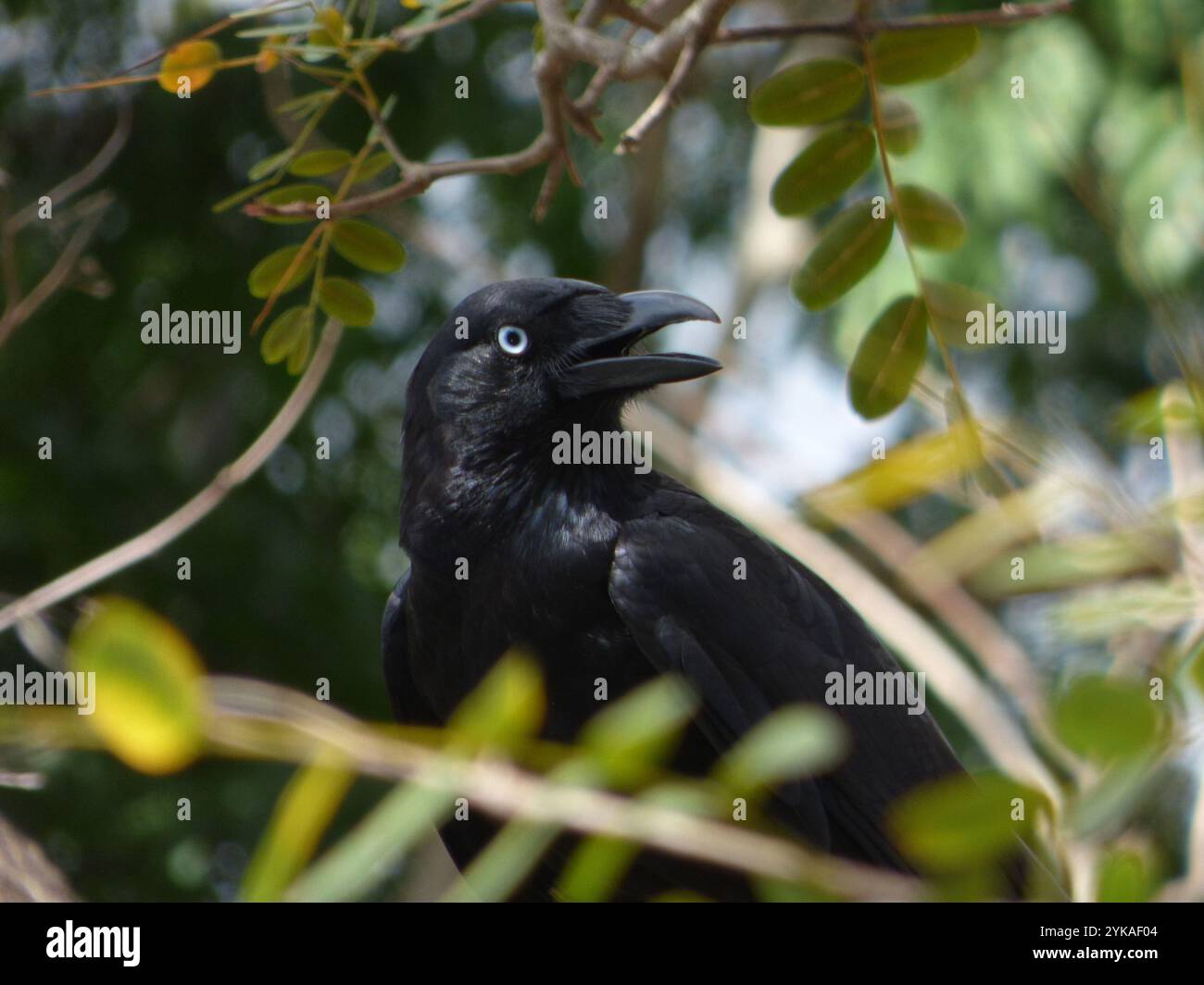 Torresian crow hi-res stock photography and images - Alamy