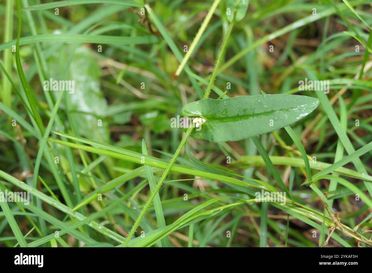 arrow-leaved tearthumb (Persicaria sagittata Stock Photo - Alamy