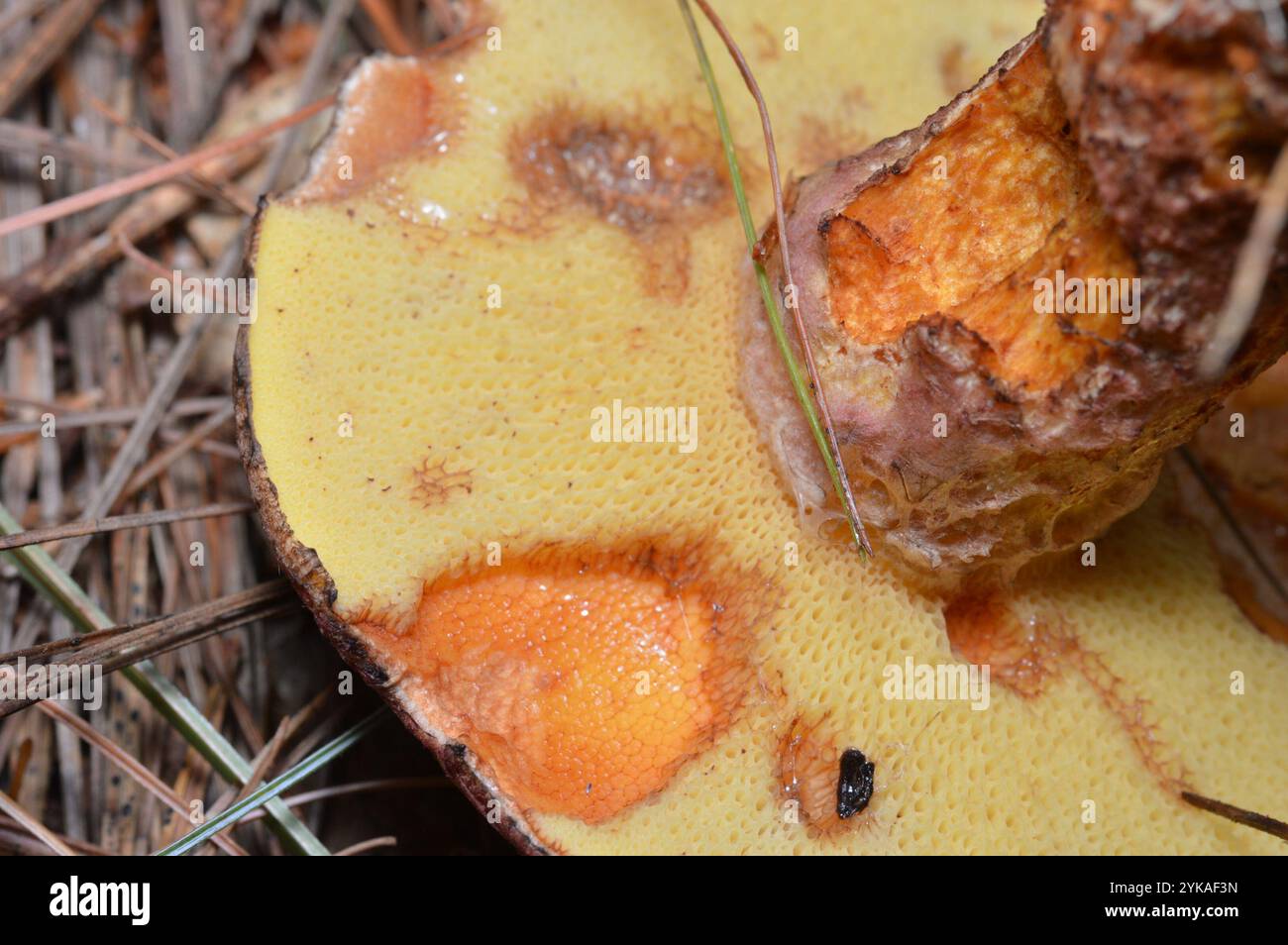 Painted Suillus (Suillus spraguei Stock Photo - Alamy