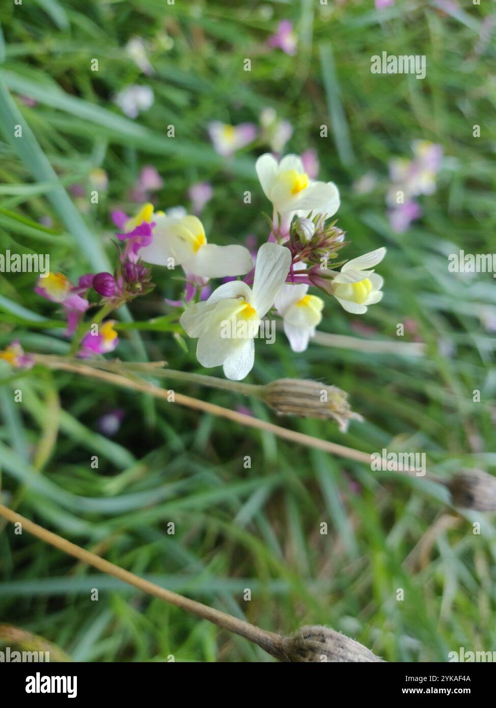 Annual Toadflax (Linaria maroccana Stock Photo - Alamy
