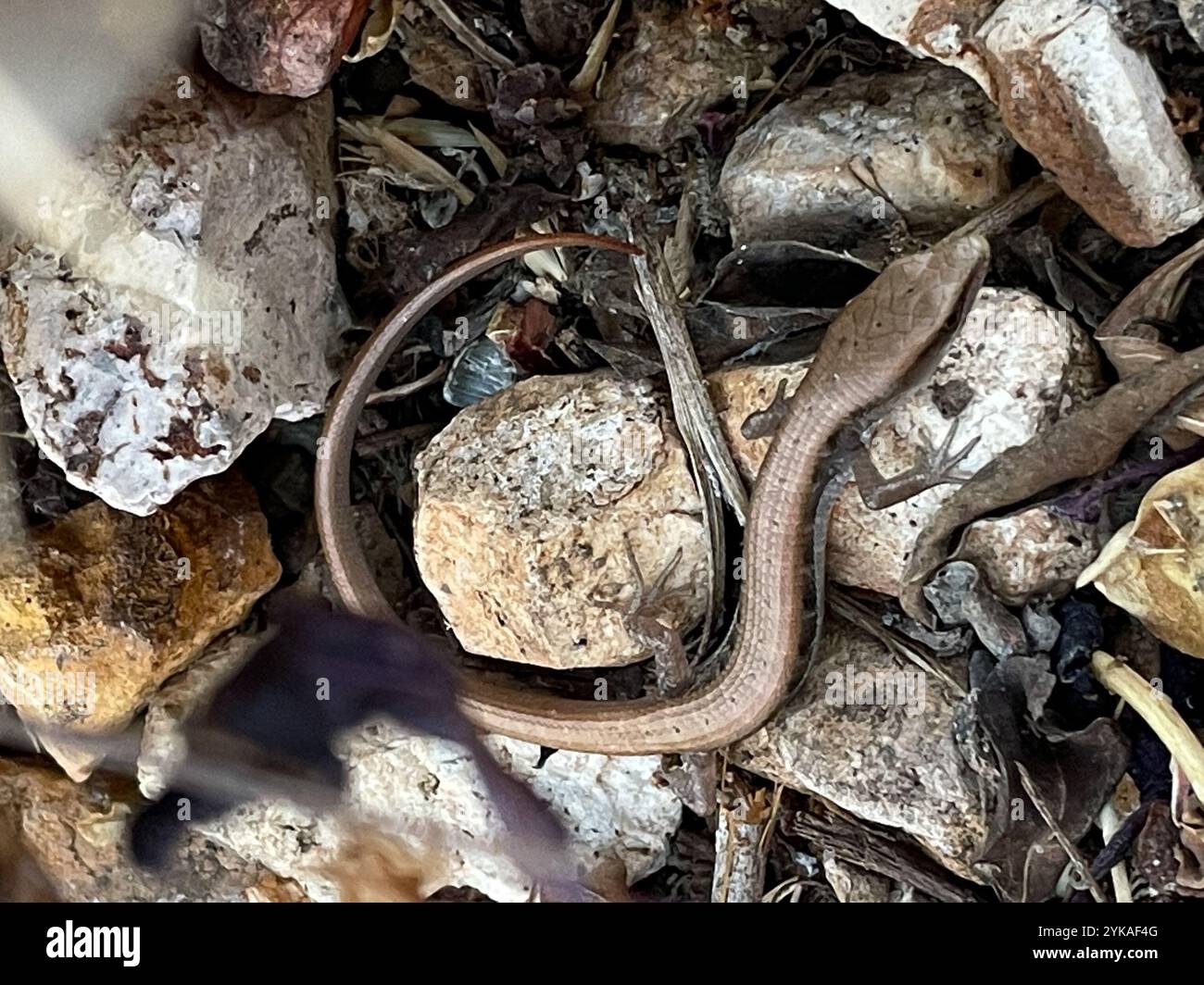 Southern Alligator Lizard (Elgaria multicarinata Stock Photo - Alamy