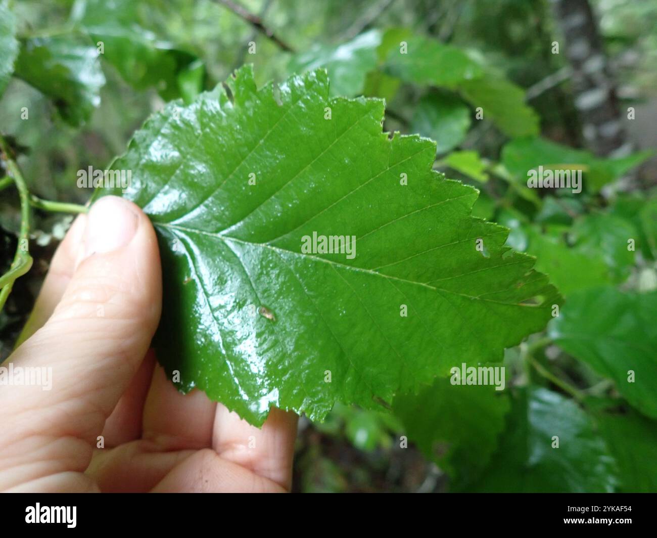 Red Alder (Alnus rubra Stock Photo - Alamy