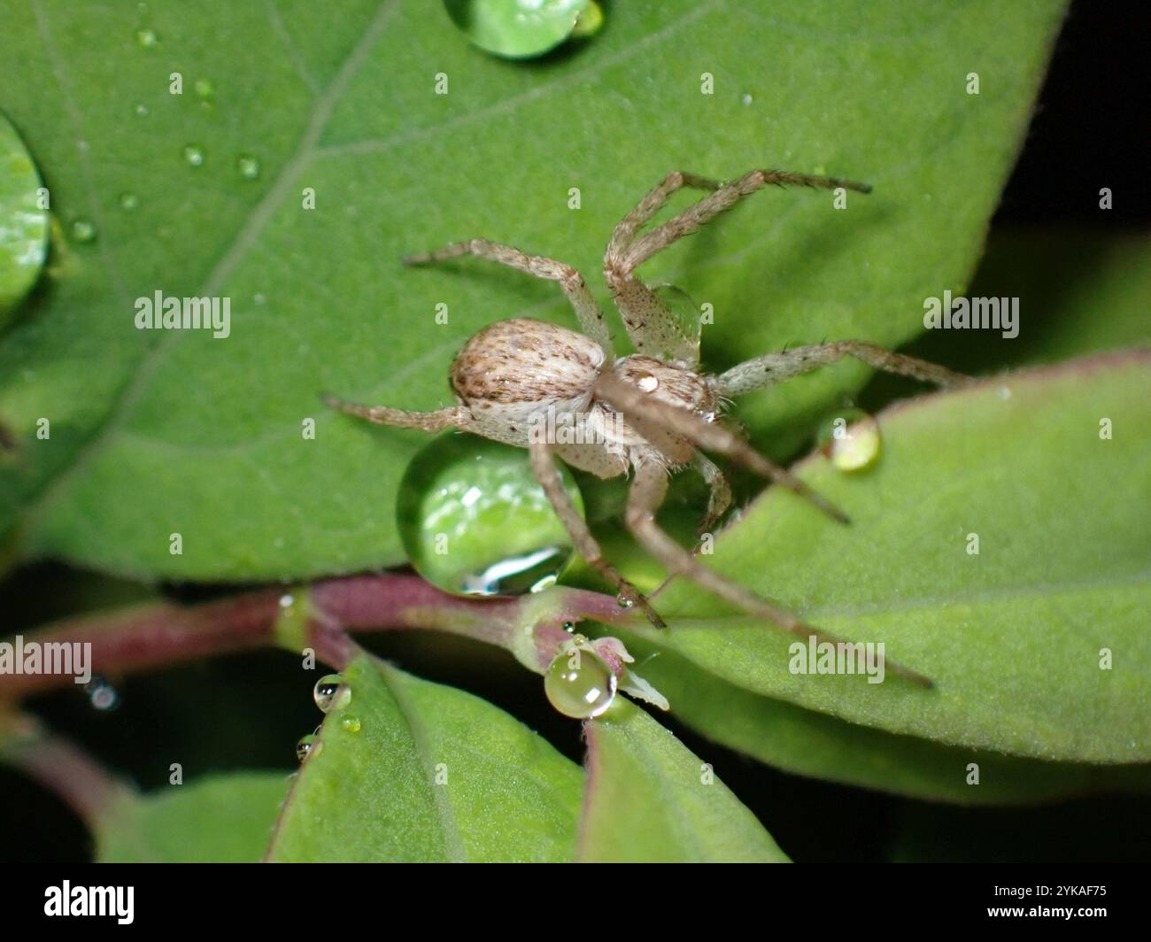 Running Crab Spiders (Philodromus Stock Photo - Alamy