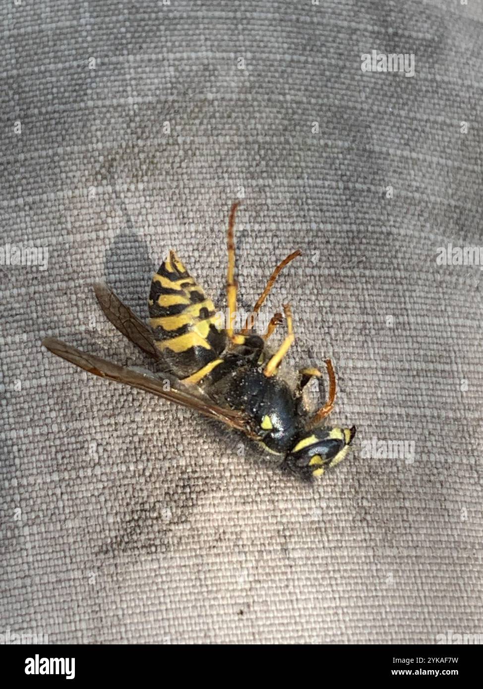 Alaska Yellowjacket (Vespula alascensis Stock Photo - Alamy