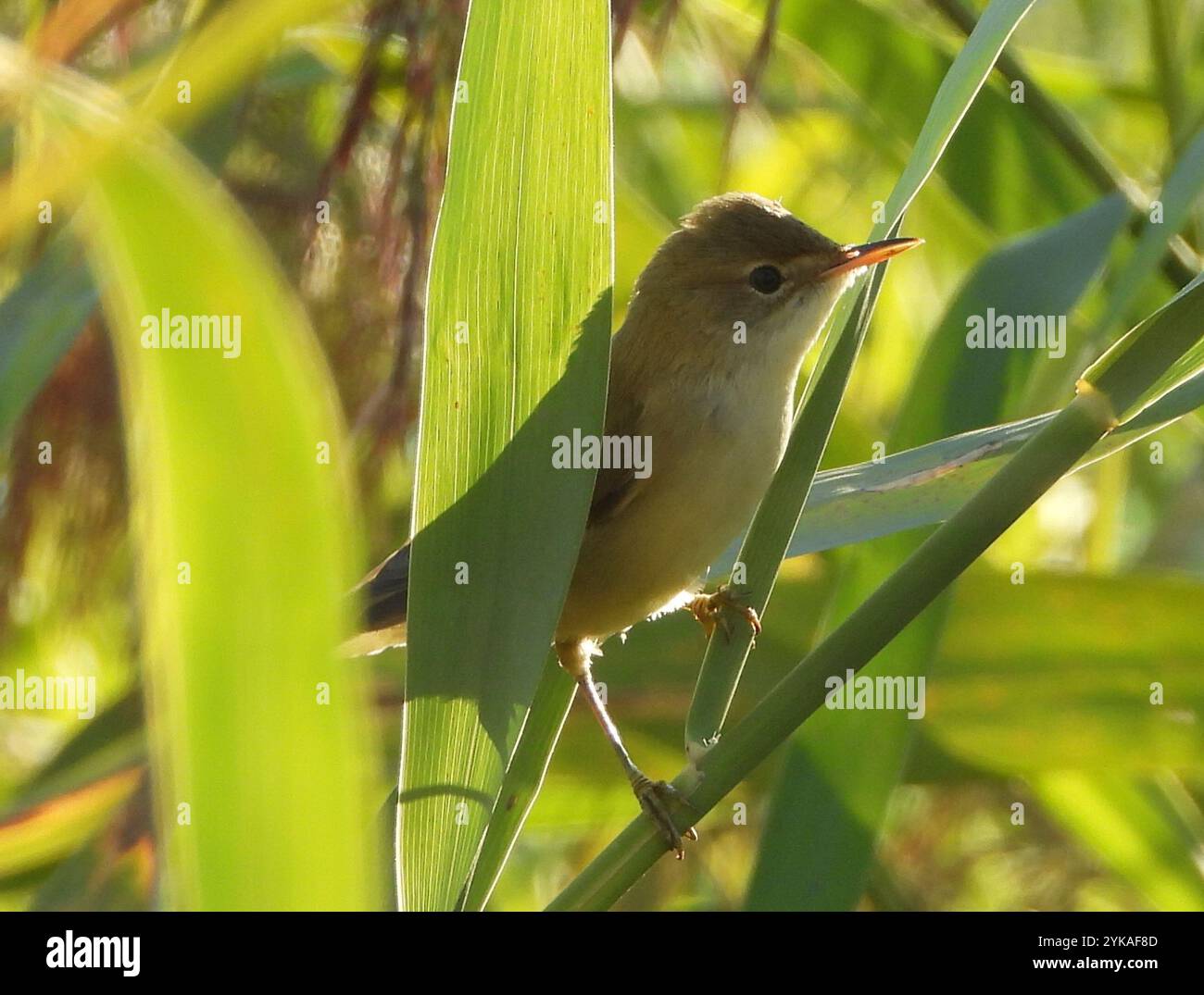 Common Reed Warbler (Acrocephalus scirpaceus Stock Photo - Alamy