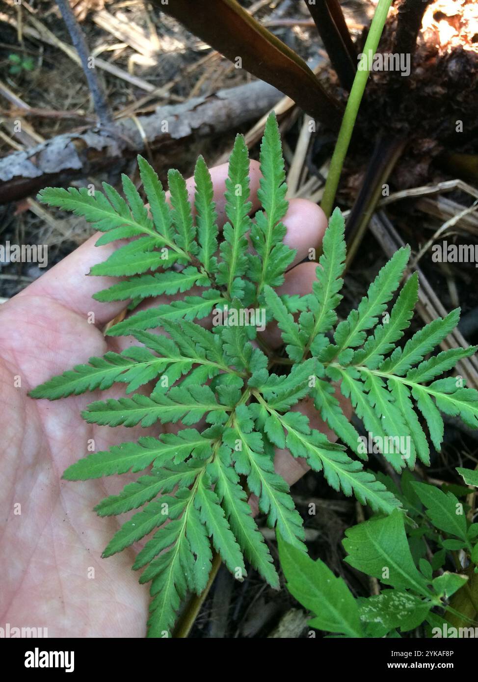 Cutleaf Grapefern (Sceptridium dissectum Stock Photo - Alamy