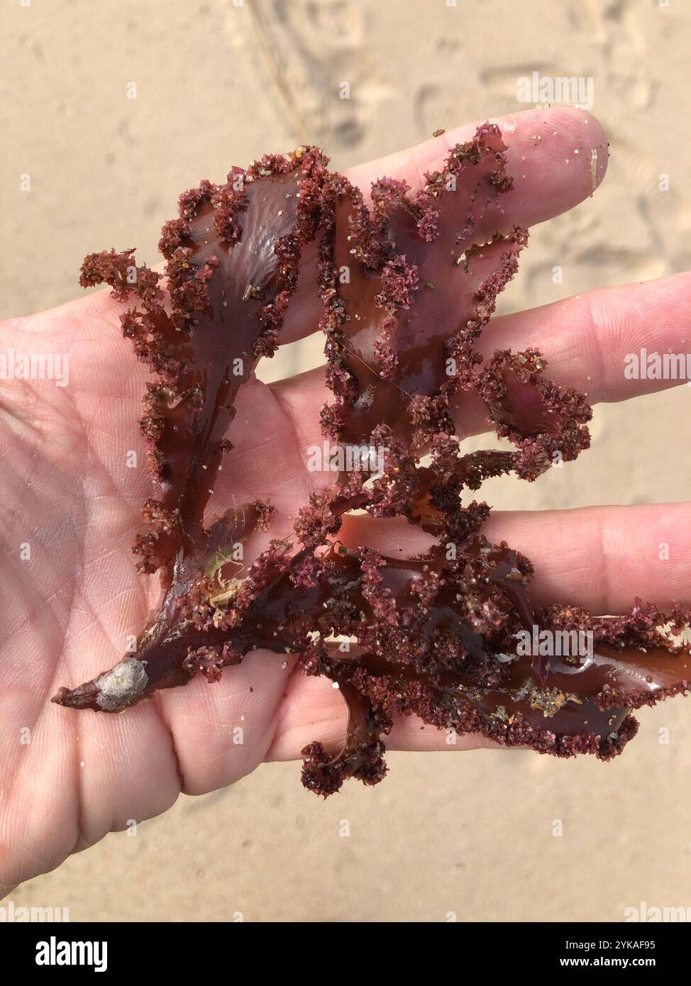 Grape Tongue (Cryptopleura ruprechtiana Stock Photo - Alamy