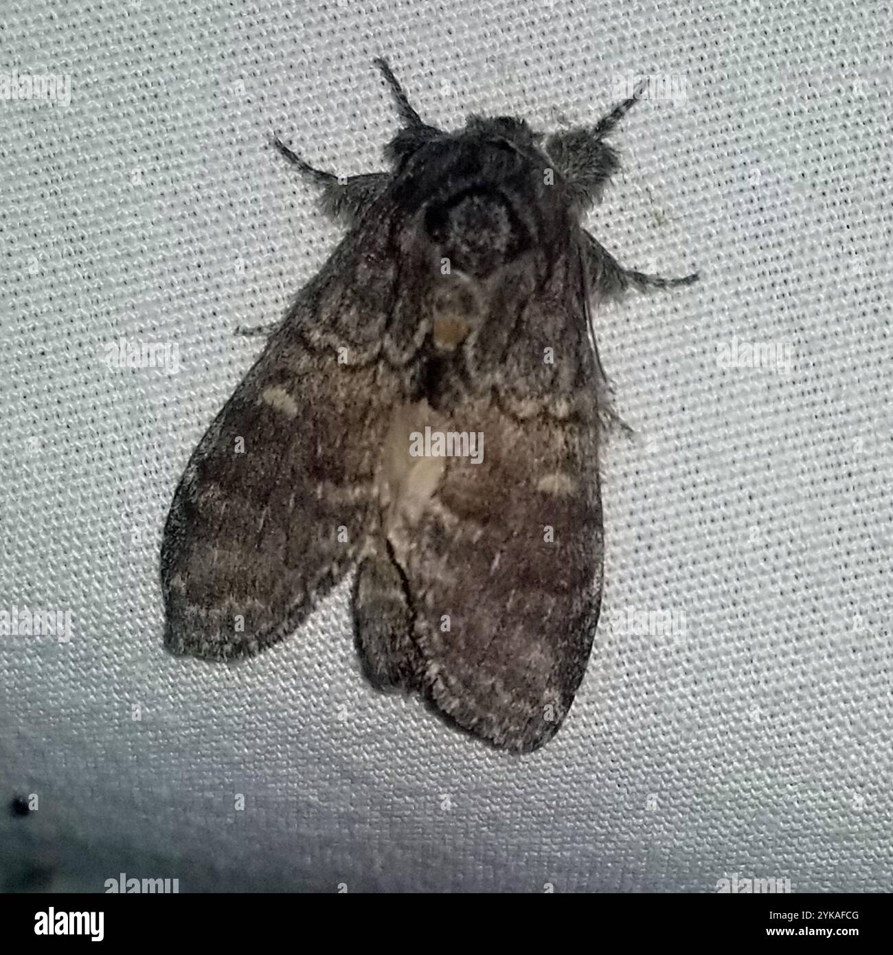 Angulose Prominent (Peridea angulosa Stock Photo - Alamy