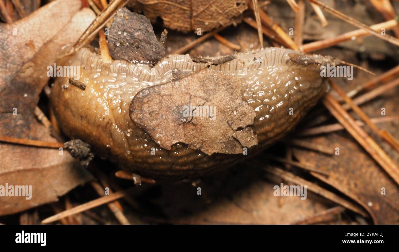 Western Dusky Slug (Arion subfuscus Stock Photo - Alamy