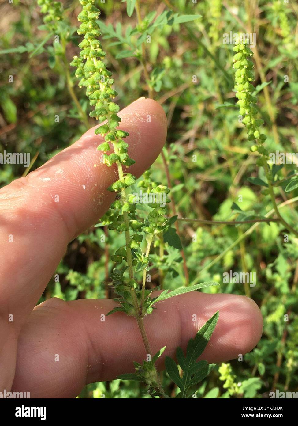 common ragweed (Ambrosia artemisiifolia Stock Photo - Alamy