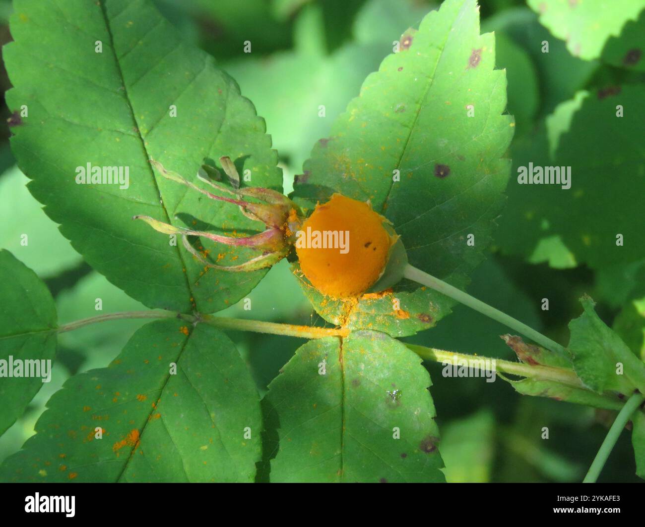 rust fungi (Pucciniales Stock Photo - Alamy