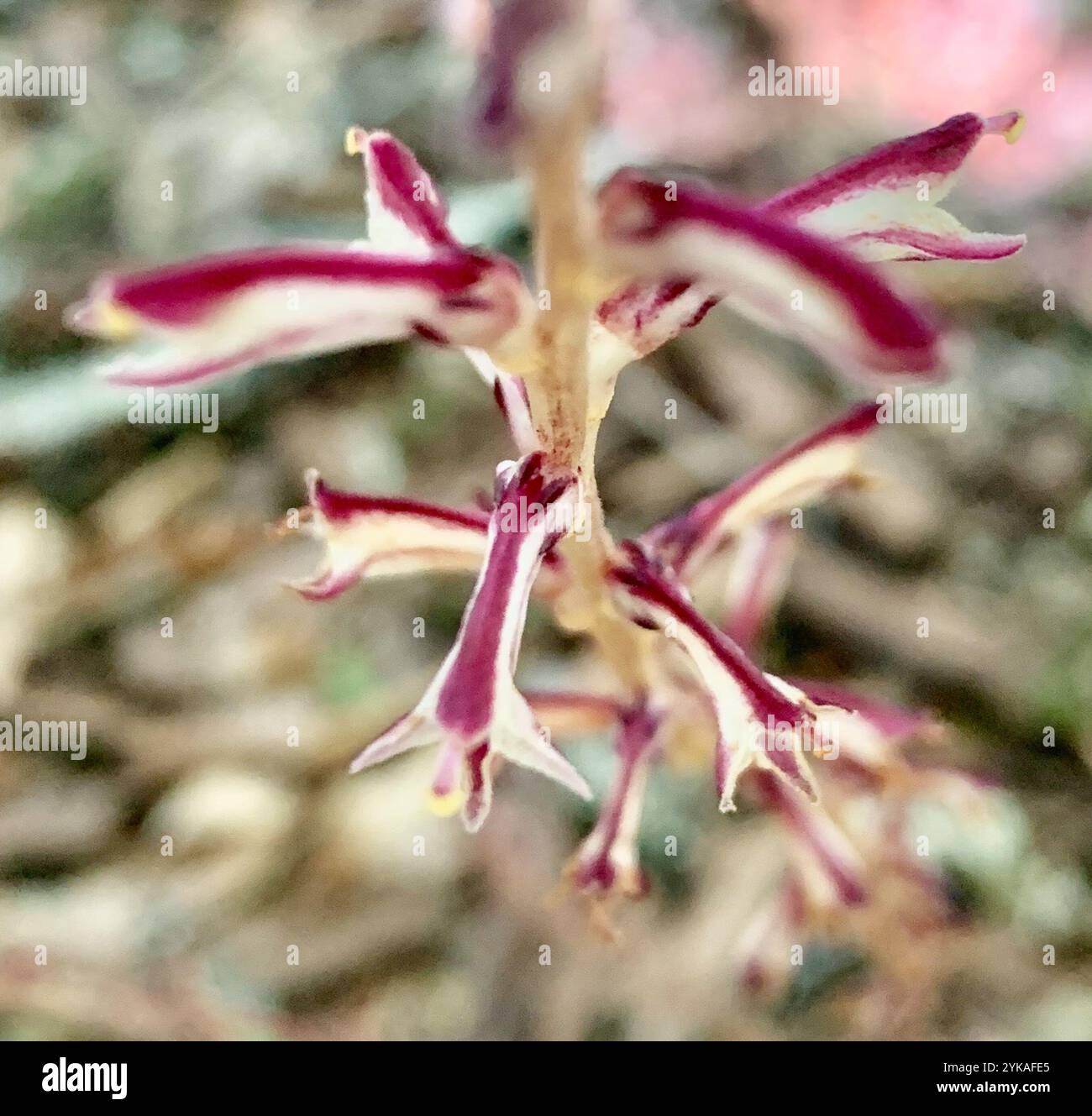 Beechdrops (Epifagus virginiana Stock Photo - Alamy