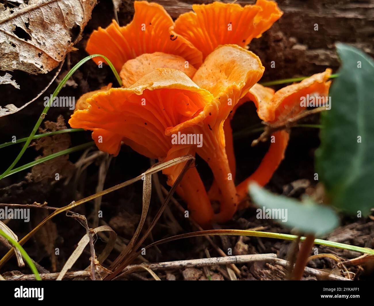 Red Chanterelle (Cantharellus cinnabarinus Stock Photo - Alamy