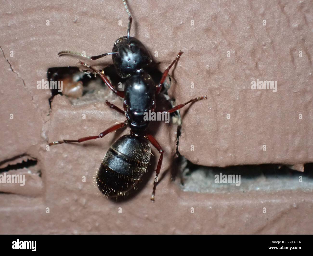 Western Black Carpenter Ant (Camponotus modoc Stock Photo - Alamy