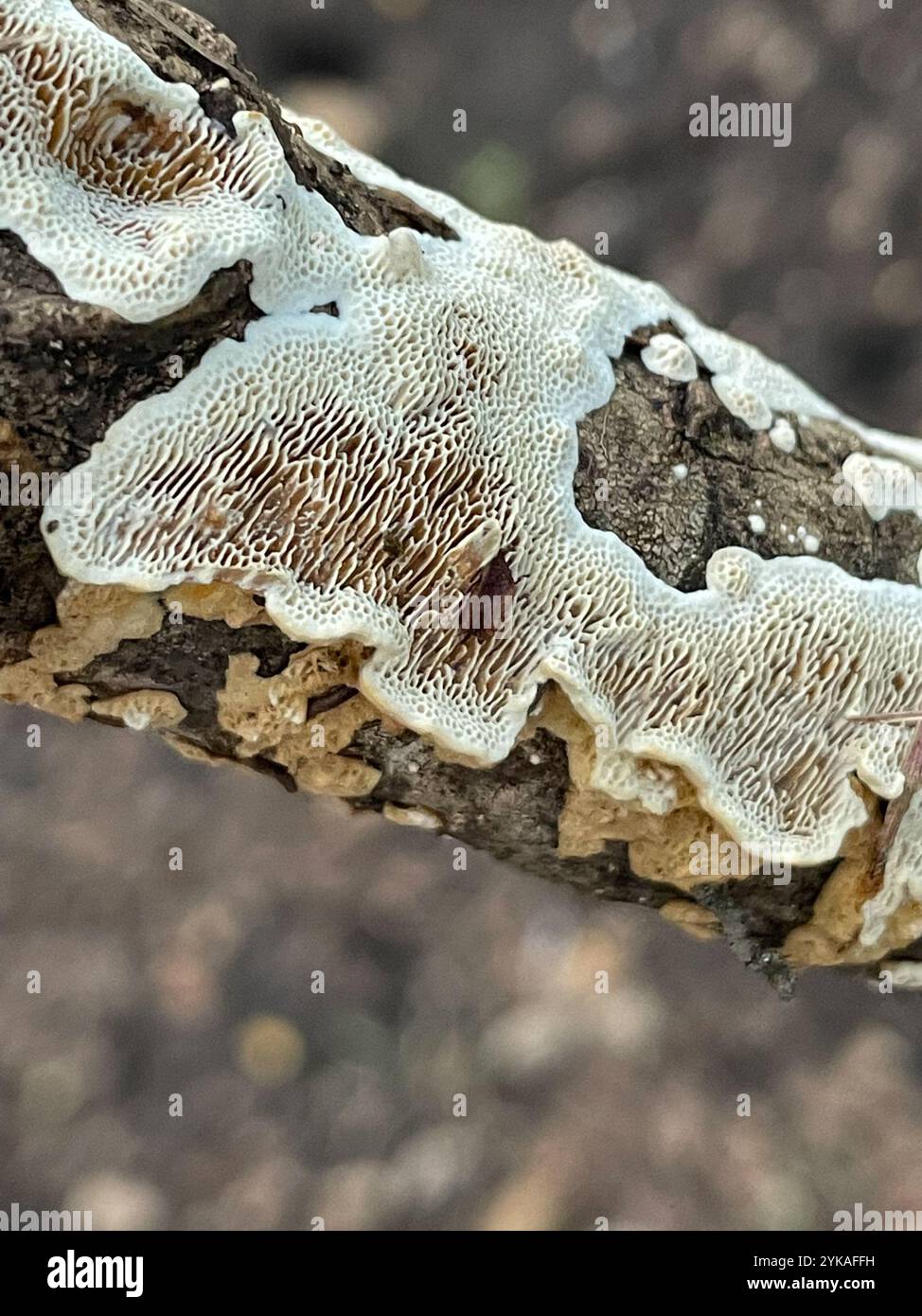 Milk-white Toothed Polypore (Irpex lacteus Stock Photo - Alamy