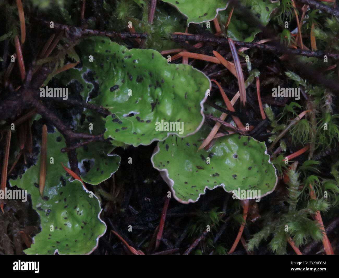 freckled pelt lichen (Peltigera aphthosa Stock Photo - Alamy