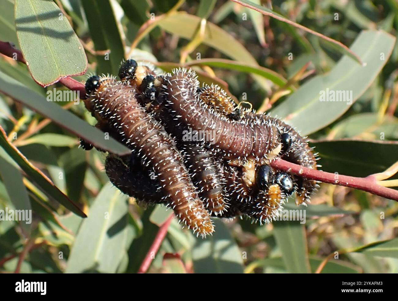 Pergidae hi-res stock photography and images - Alamy