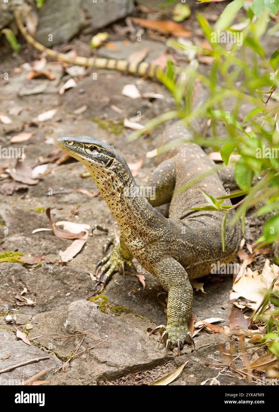 Goanna near kitchen door Stock Photo - Alamy