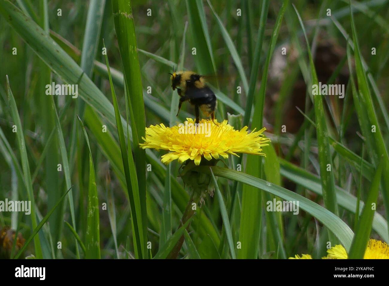 Bombus insularis hi-res stock photography and images - Alamy
