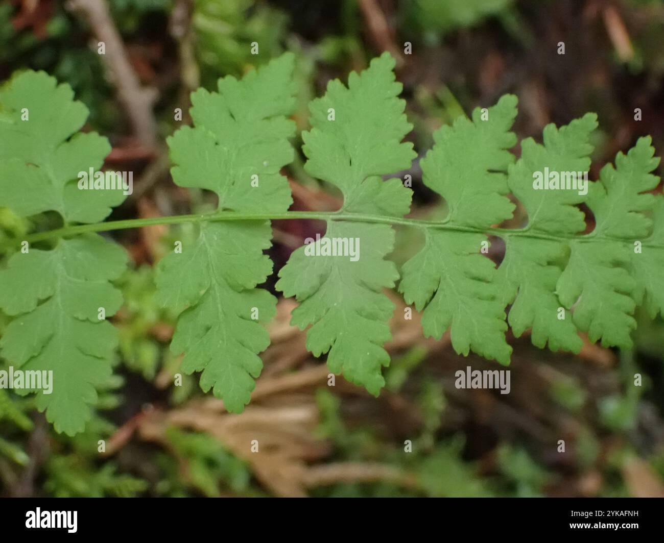 fragile ferns (Cystopteris Stock Photo - Alamy