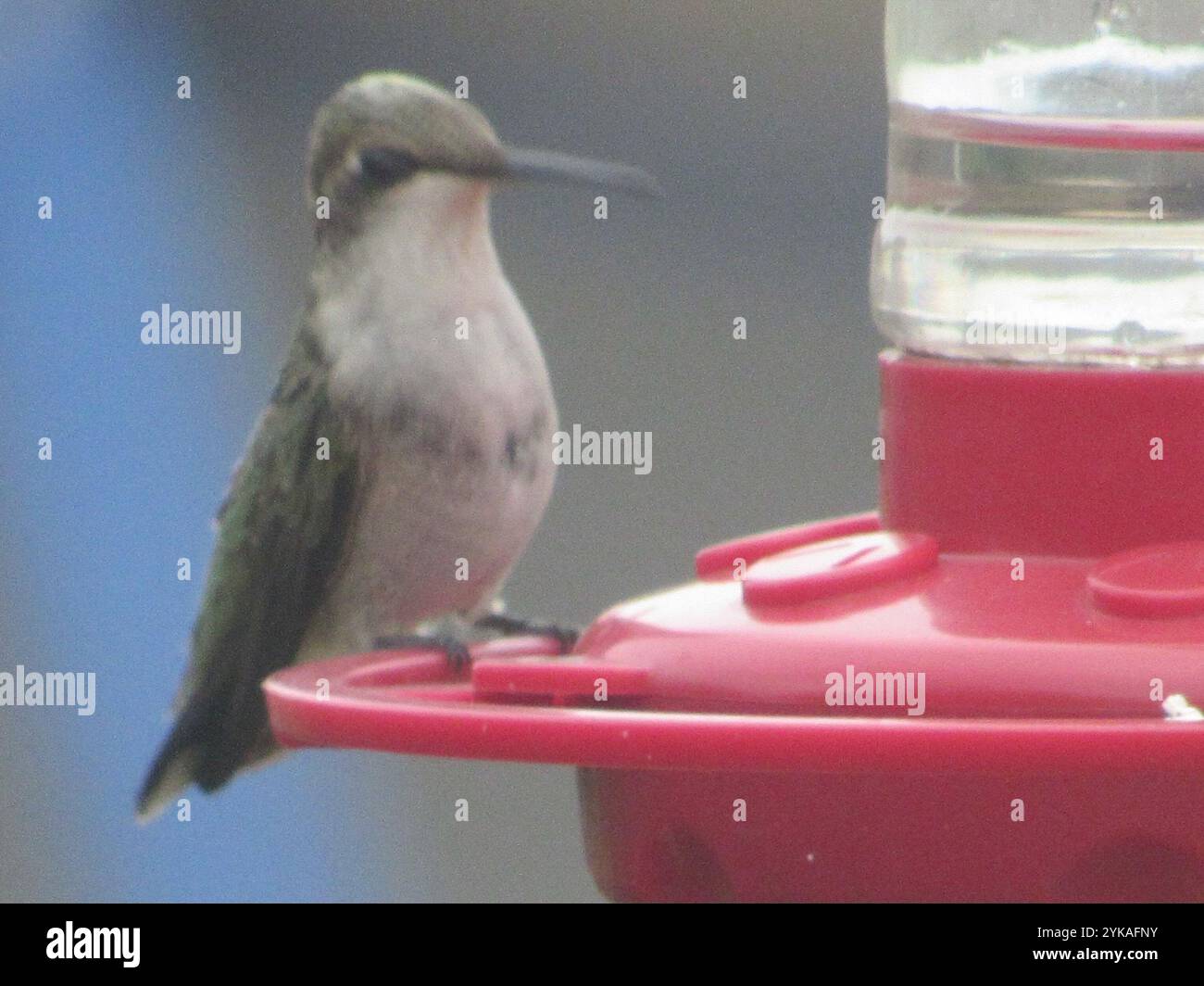 Ruby-throated Hummingbird (Archilochus colubris Stock Photo - Alamy
