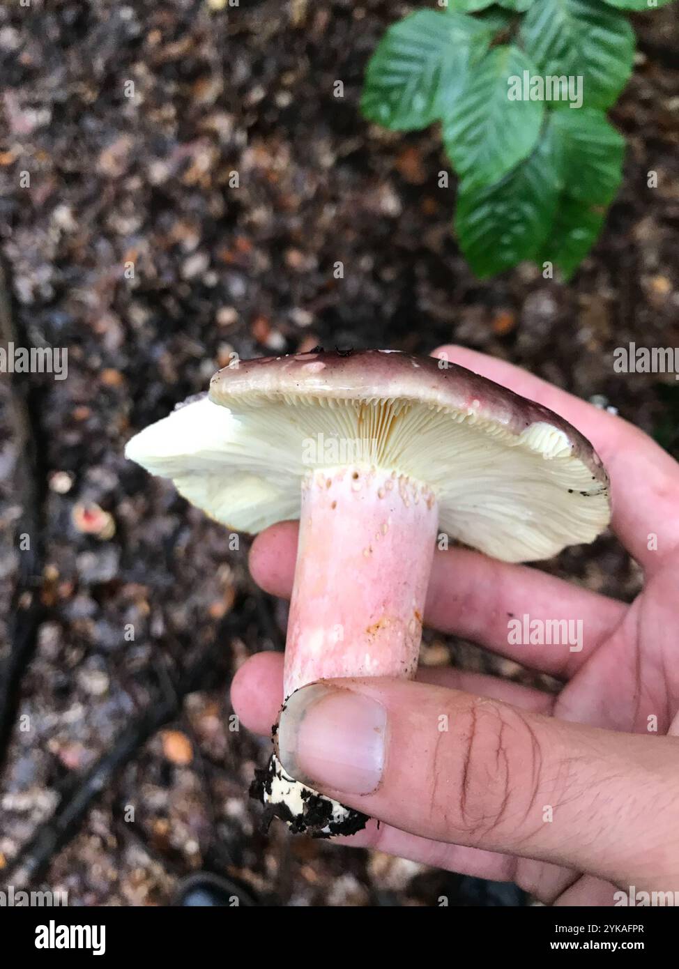 Russula sardonia hi-res stock photography and images - Alamy
