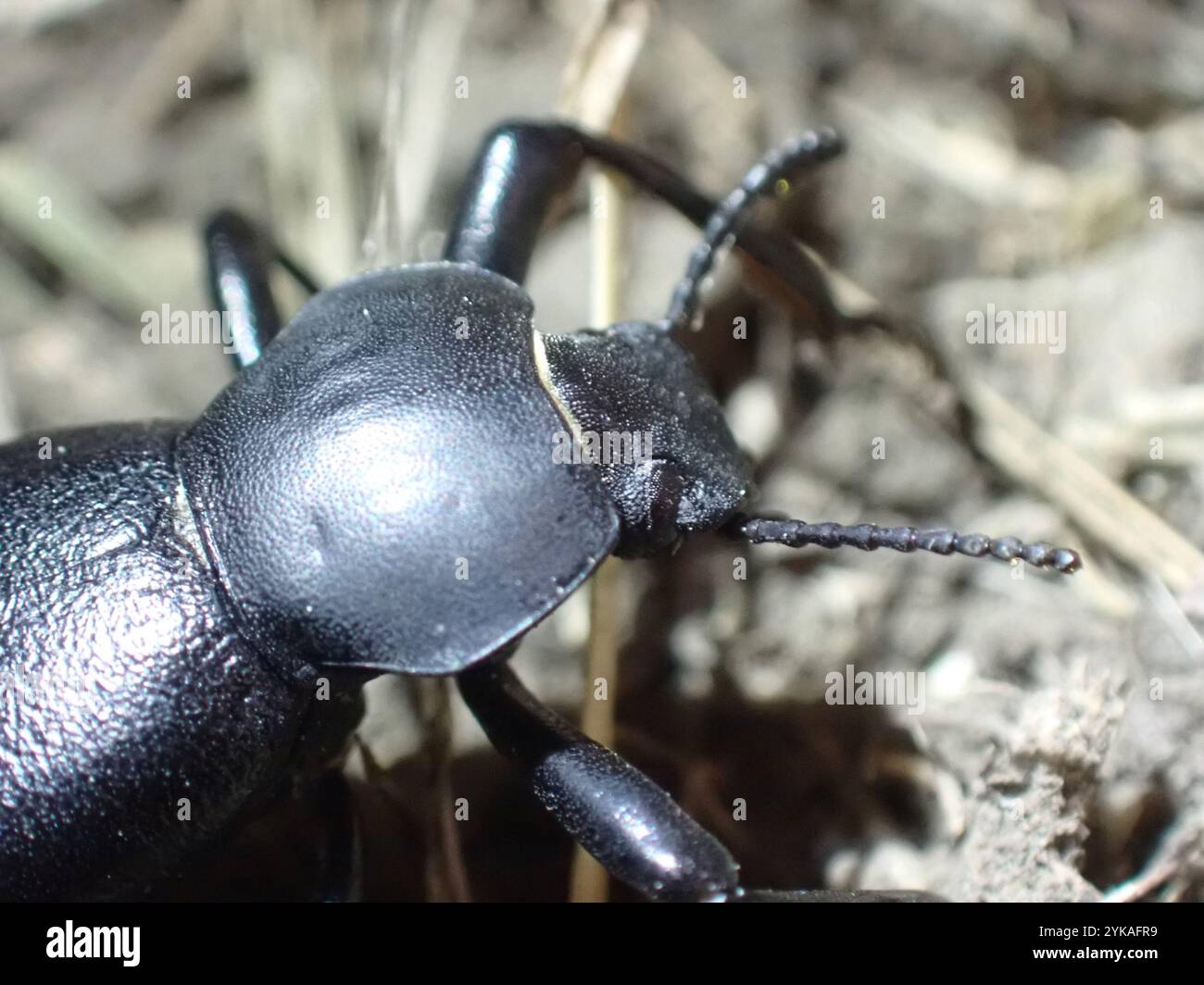 California Broad-necked Darkling Beetle (Coelocnemis dilaticollis Stock ...