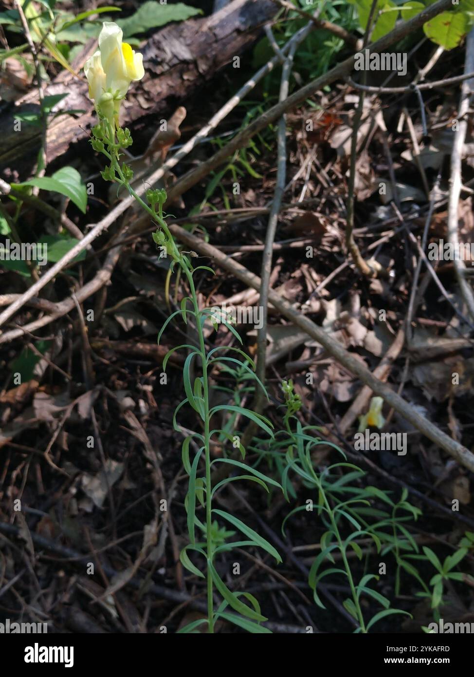 common toadflax (Linaria vulgaris Stock Photo - Alamy