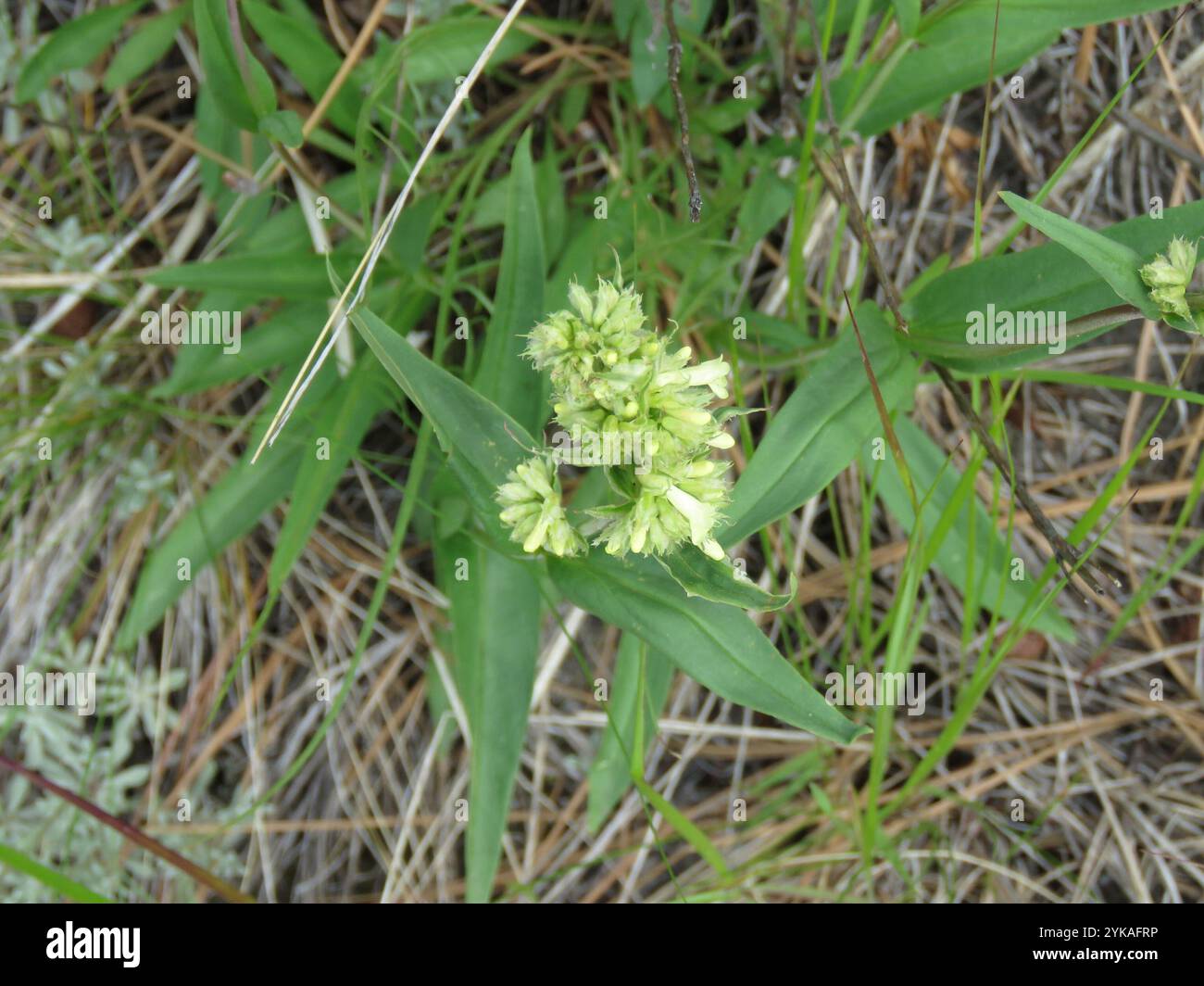 Yellow Beardtongue (Penstemon confertus Stock Photo - Alamy