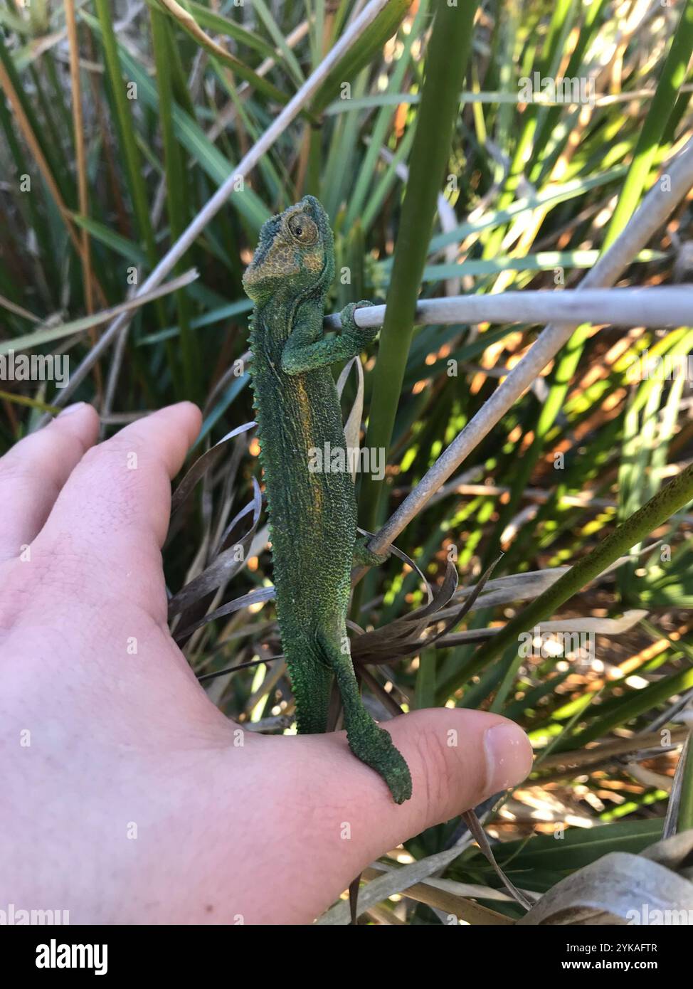 Cape Dwarf Chameleon (Bradypodion pumilum Stock Photo - Alamy