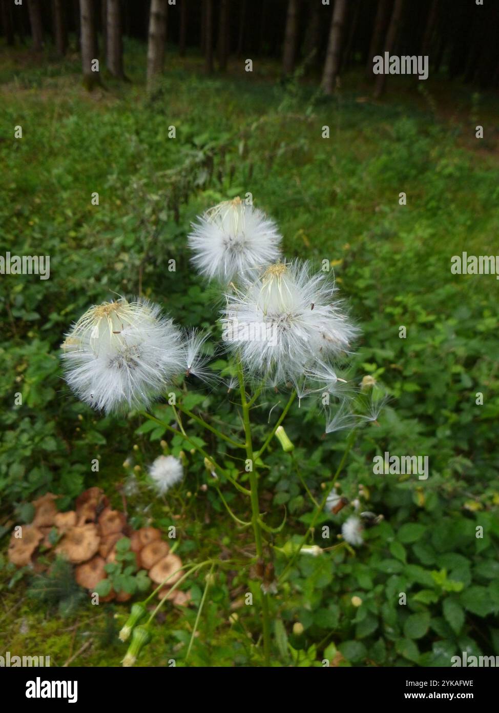 American burnweed (Erechtites hieraciifolius Stock Photo - Alamy